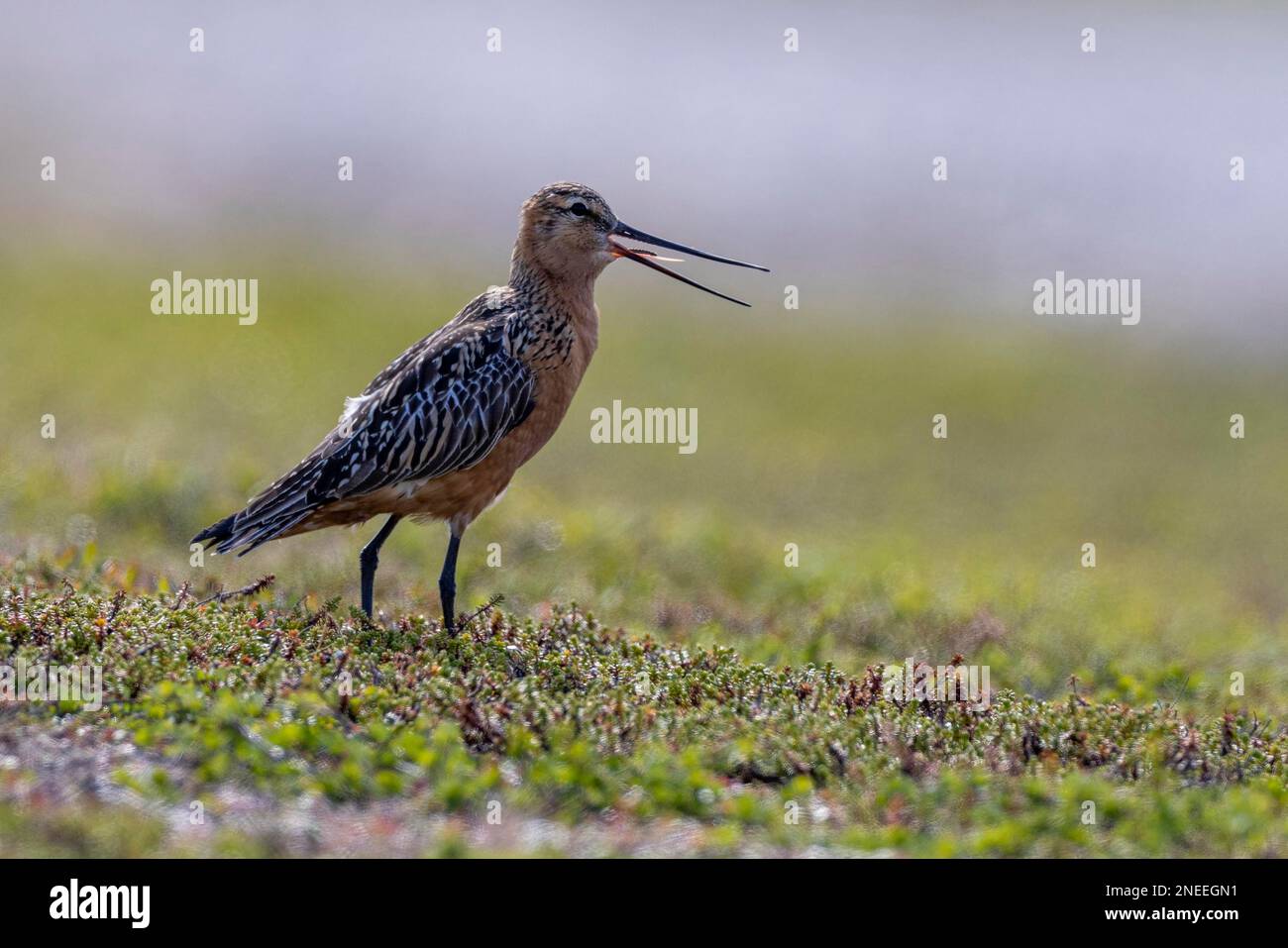 Bar tailed godwit breeding hi-res stock photography and images - Alamy