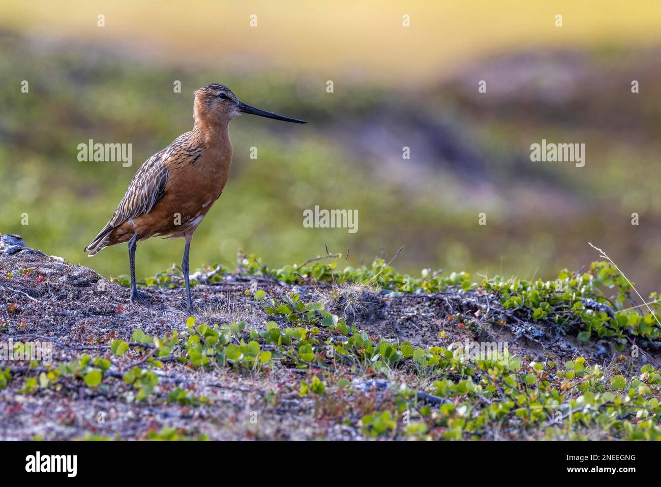 Bar-tailed Godwit (Limosa lapponica), male, breeding dress, in the ...