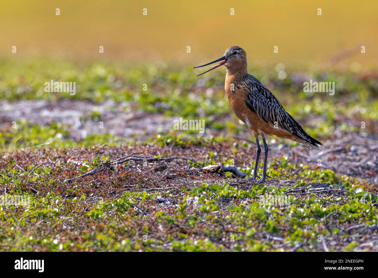 Bar-tailed Godwit (Limosa lapponica), male, calling, breeding dress, in ...