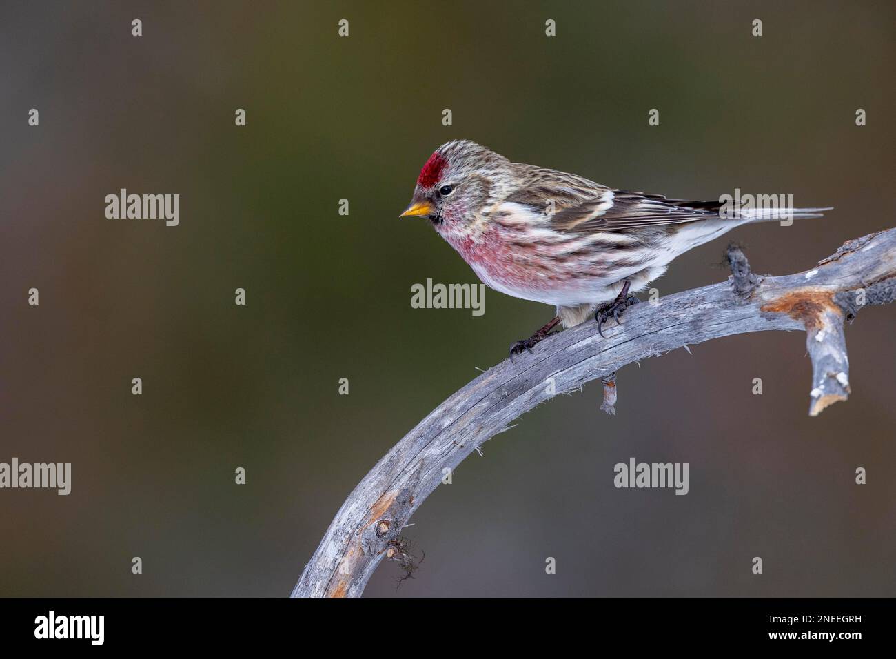 Common Redpoll (Carduelis flammea) on branch, Kaaman Islands, Finland ...