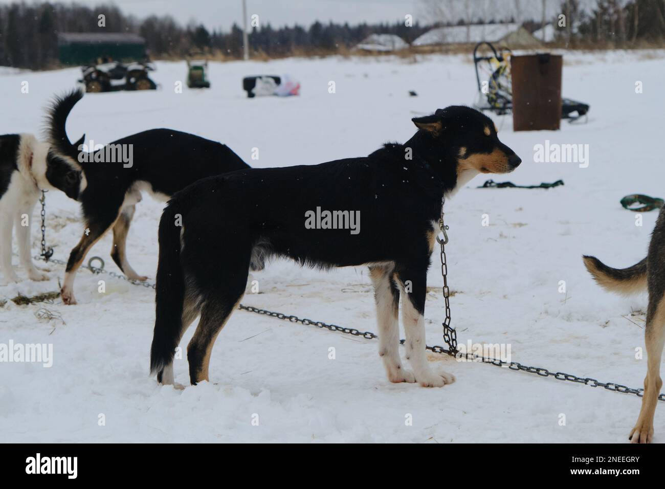 Black and red Alaskan husky dog on chain before training in winter ...