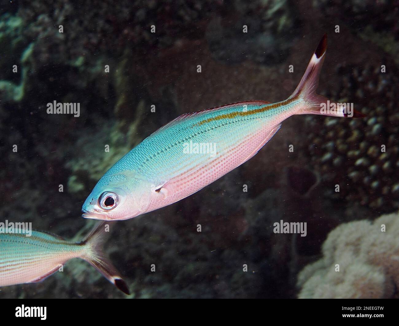 Red Sea Fusilier (Caesio suevica), Fusilier, Dive Site House Reef ...