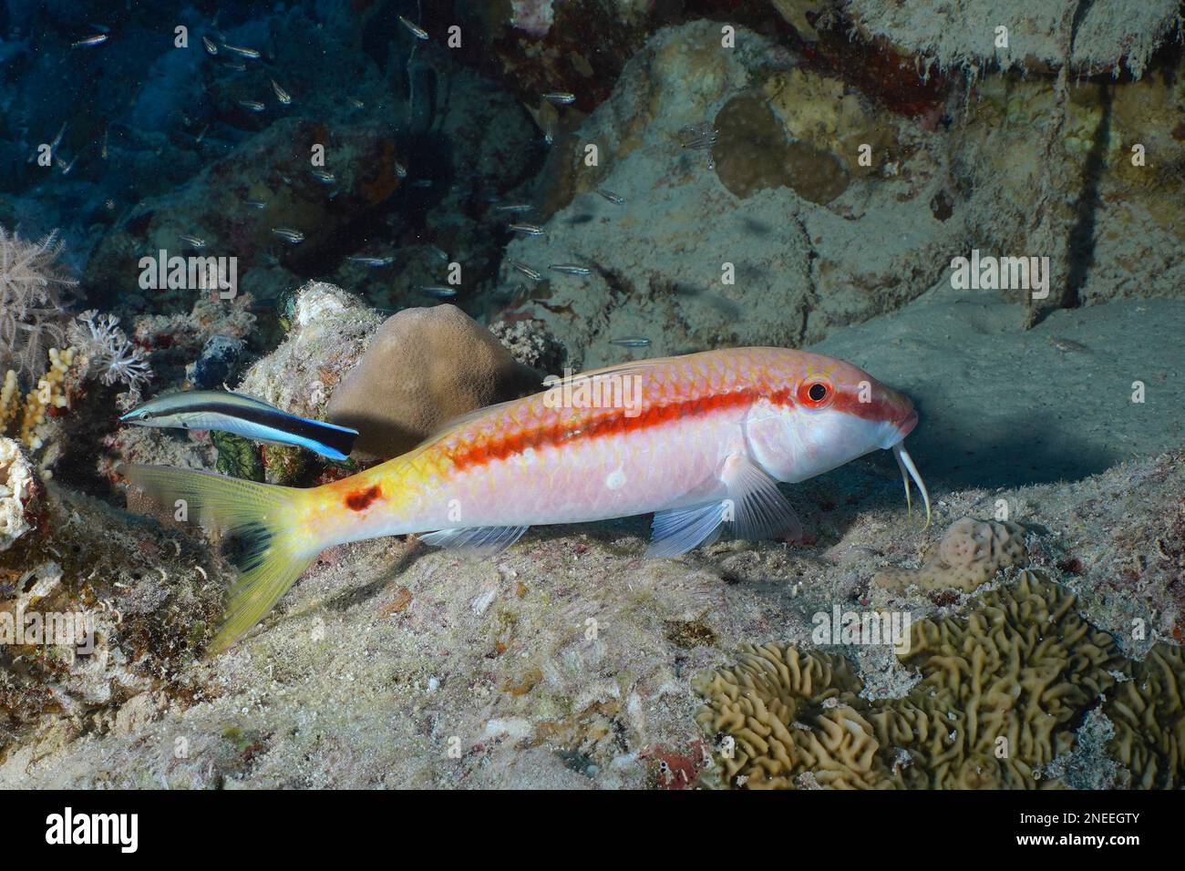 Red sea goatfish (Parupeneus forsskali), Dive Site House Reef, Mangrove ...