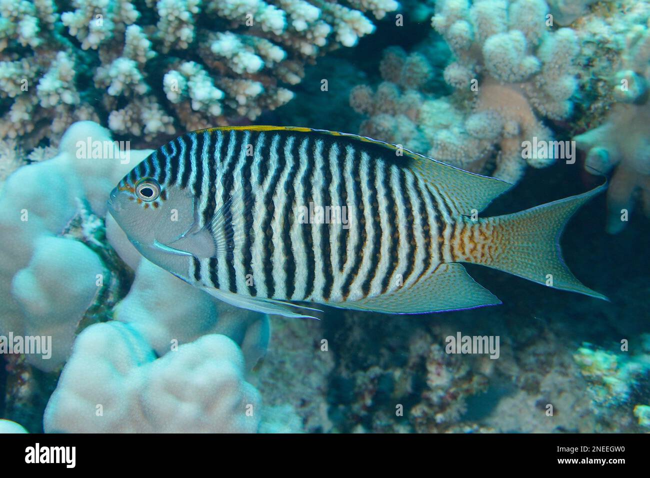 Red Sea Lyracian (Genicanthus caudovittatus), Lyracian, Erg Monica Dive ...