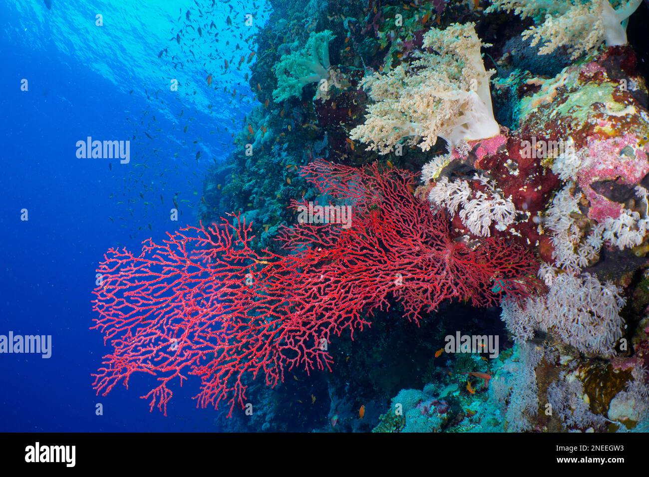 Gorgonian Red Knot Coral (Acabaria biserialis) on a steep wall. Dive ...