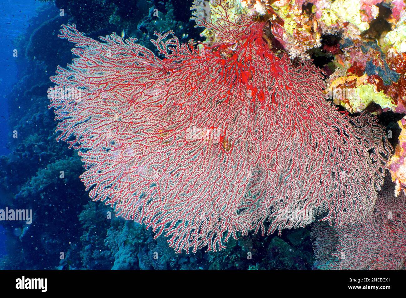 Gorgonian red knot coral (Acabaria biserialis) with open polyps. Dive ...