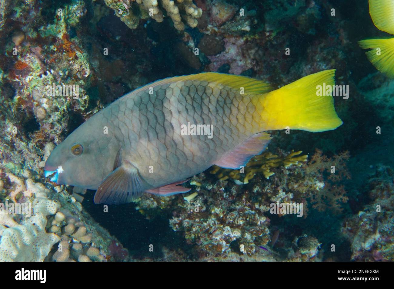 Female rusty parrotfish (Scarus ferrugineus), Shaab El Erg dive site ...