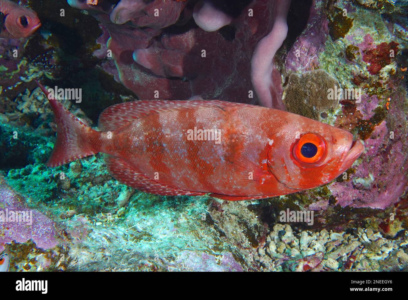 Common bigeye (Priacanthus hamrur), Strait of Tiran dive site, Sinai ...