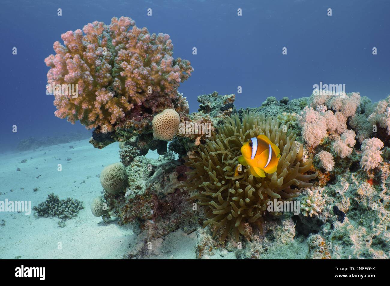 Red sea clownfish (Amphiprion bicinctus), bubble-tip anemone (Entacmaea ...