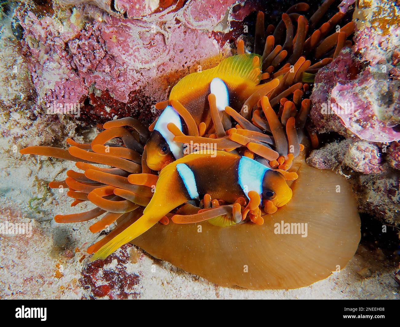 Two red sea clownfishes (Amphiprion bicinctus) inhabit a fluorescent ...