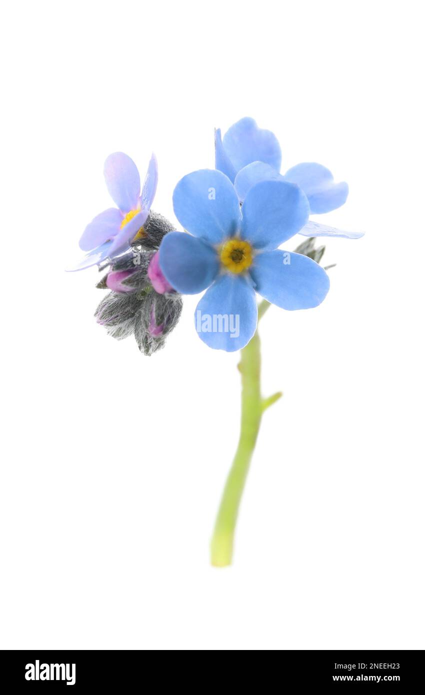 Beautiful blue Forget-me-not flowers isolated on white Stock Photo - Alamy