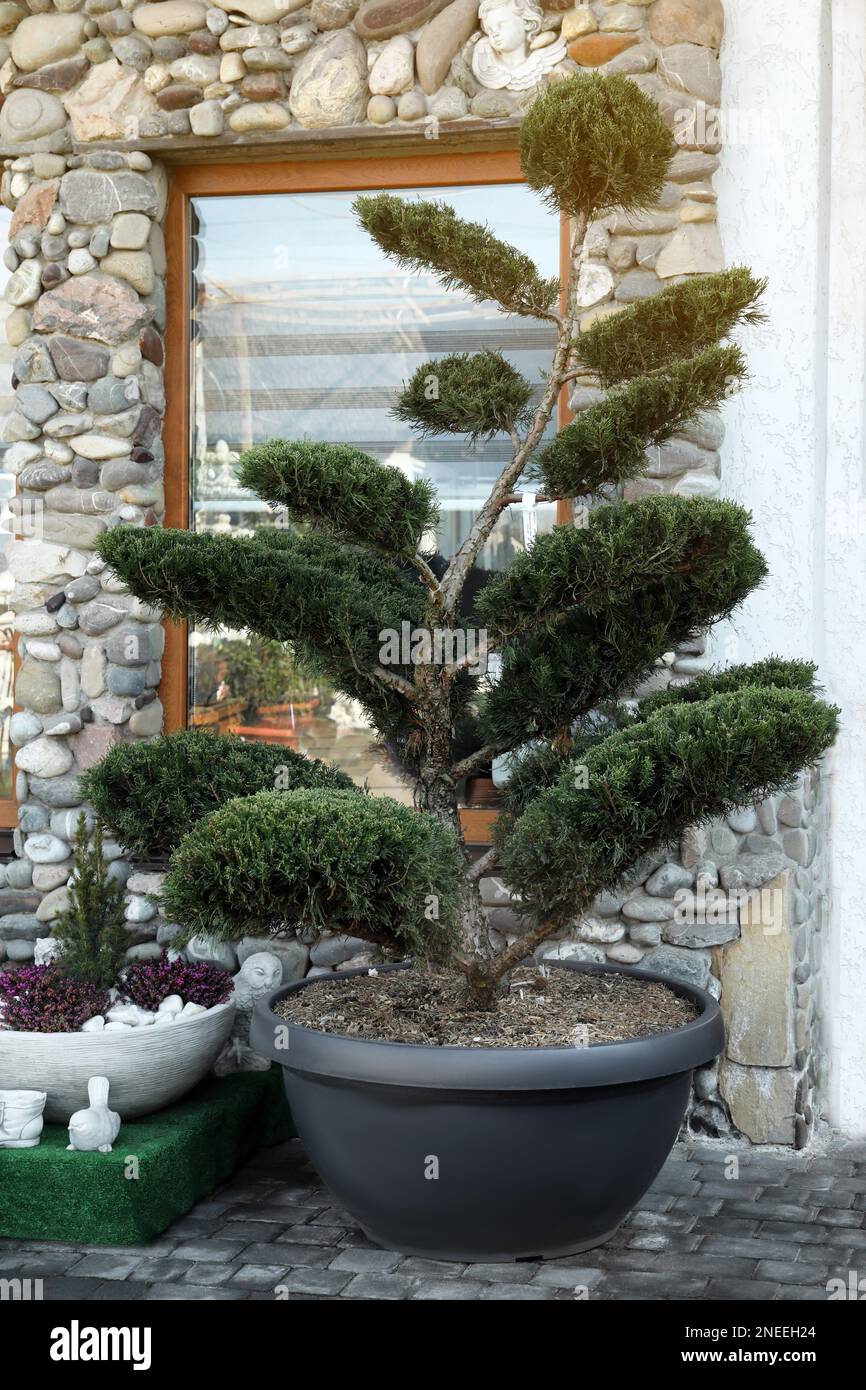 Beautiful potted Bonsai tree outdoors. Landscape design Stock Photo - Alamy