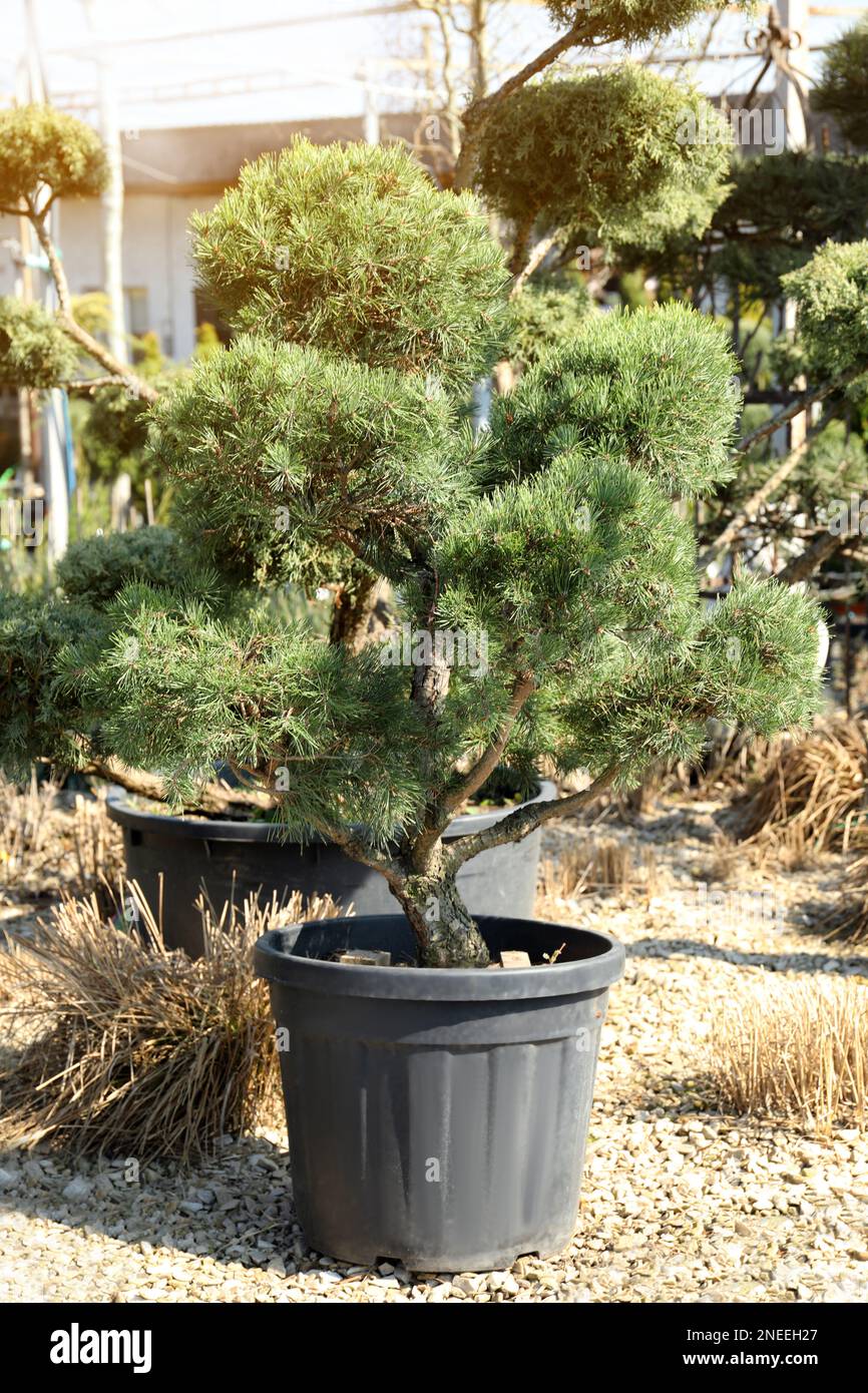 Beautiful potted Bonsai tree in garden. Landscape design Stock Photo ...