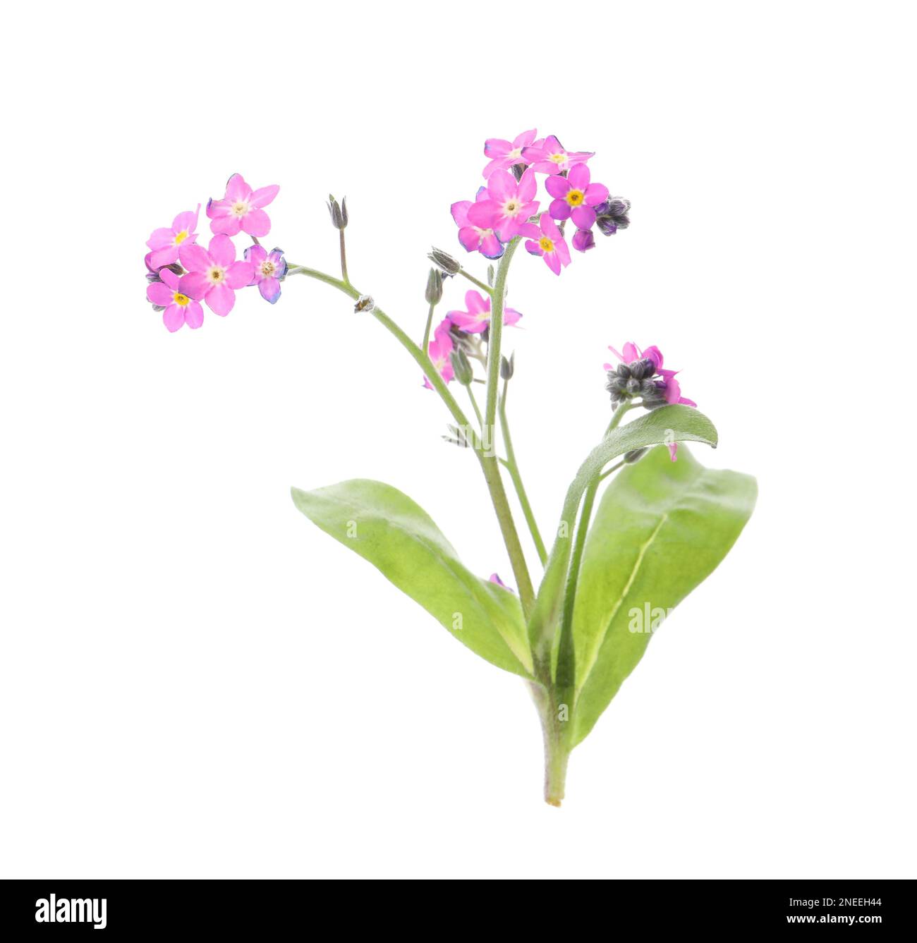 Beautiful pink Forget-me-not flowers isolated on white Stock Photo - Alamy