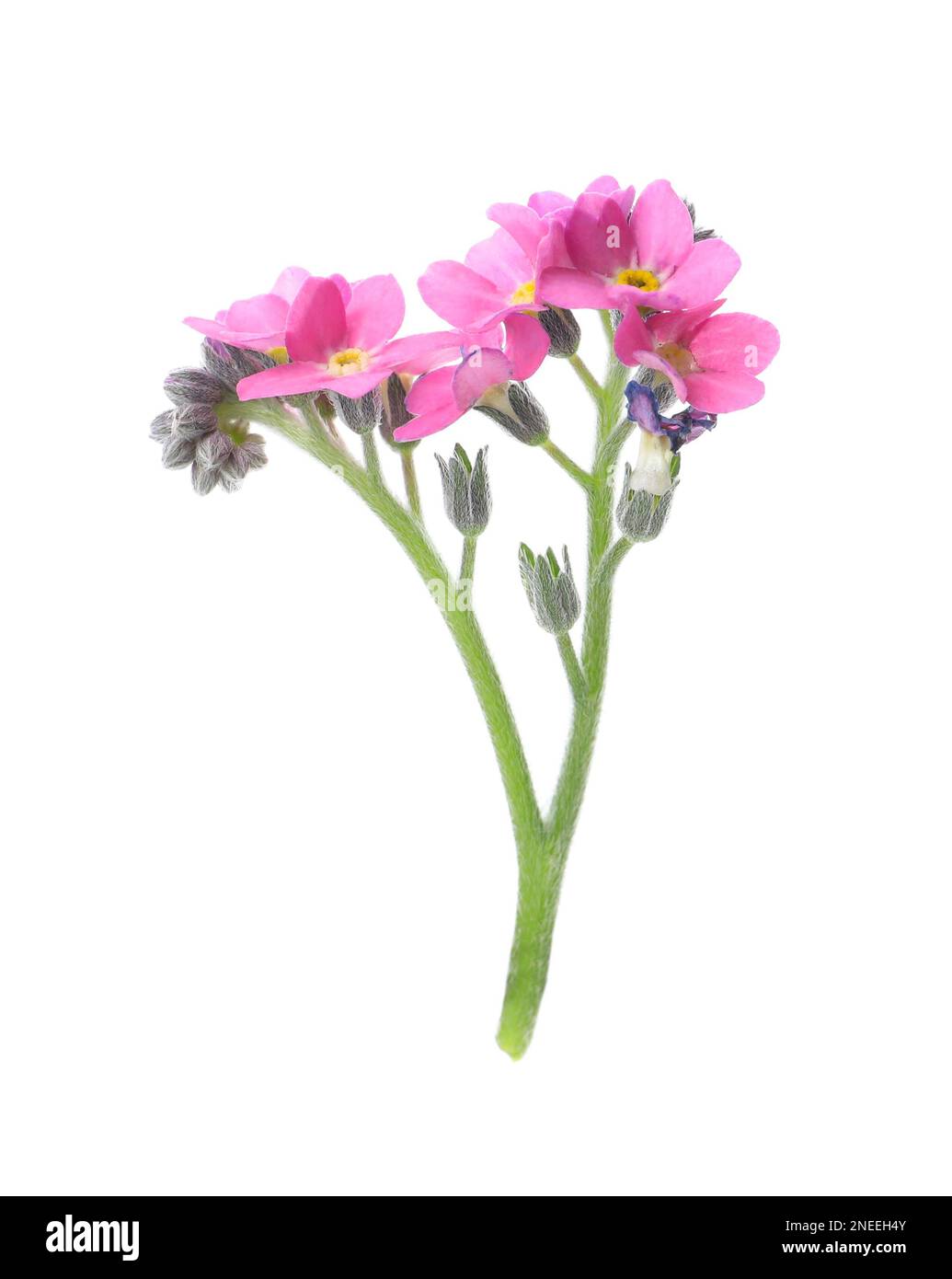 Beautiful pink Forget-me-not flowers isolated on white Stock Photo - Alamy