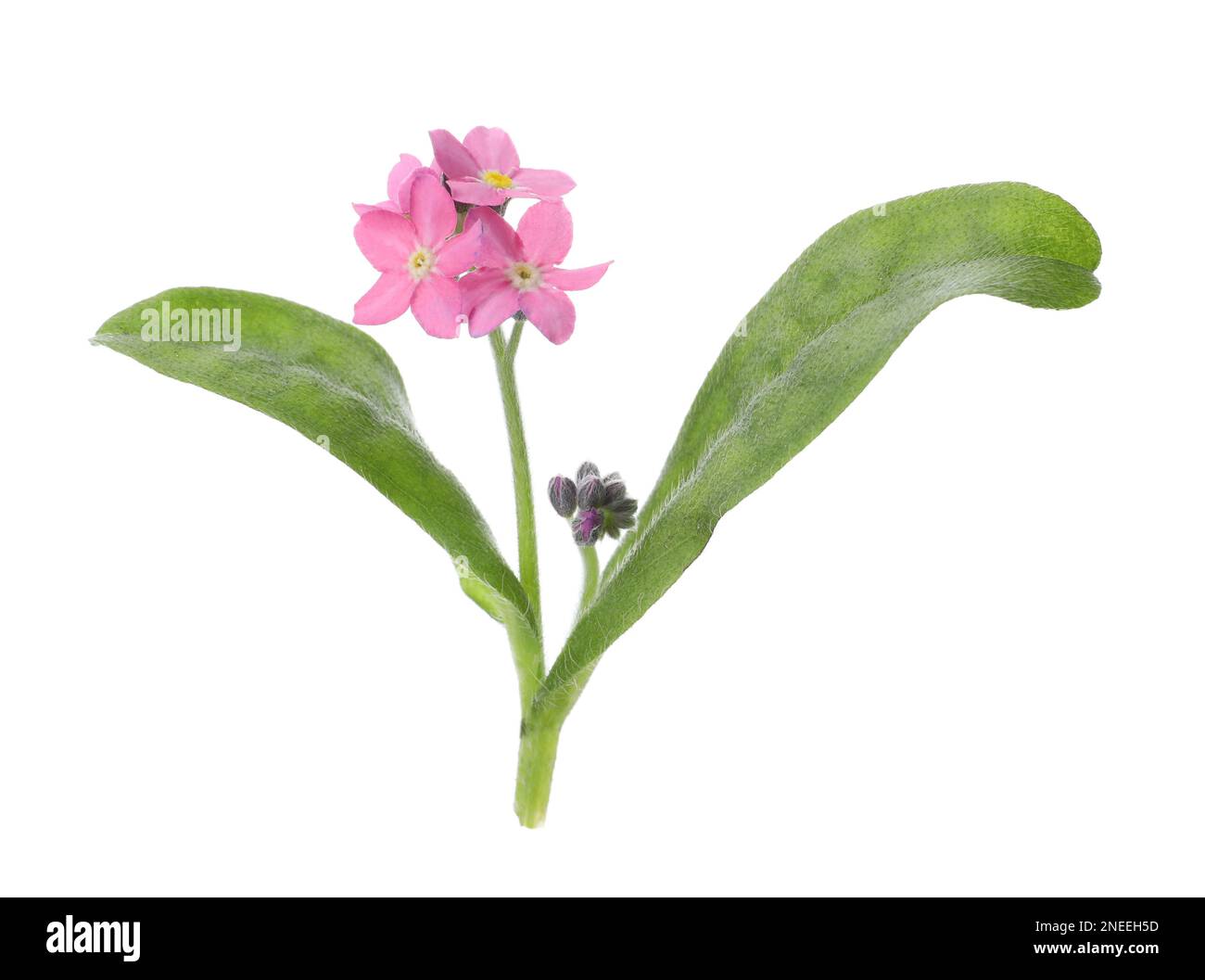 Beautiful pink Forget-me-not flowers isolated on white Stock Photo - Alamy