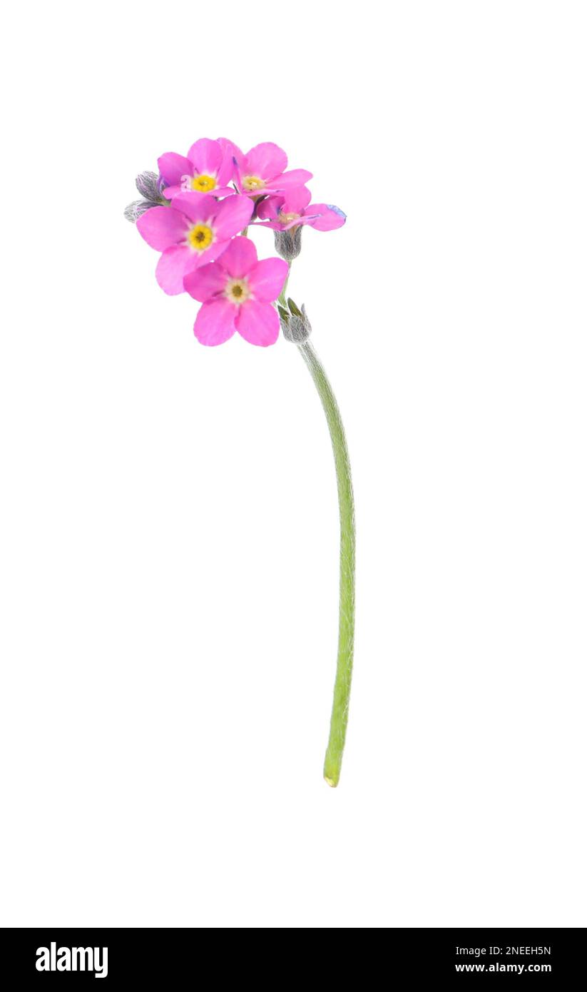 Beautiful pink Forget-me-not flowers isolated on white Stock Photo - Alamy