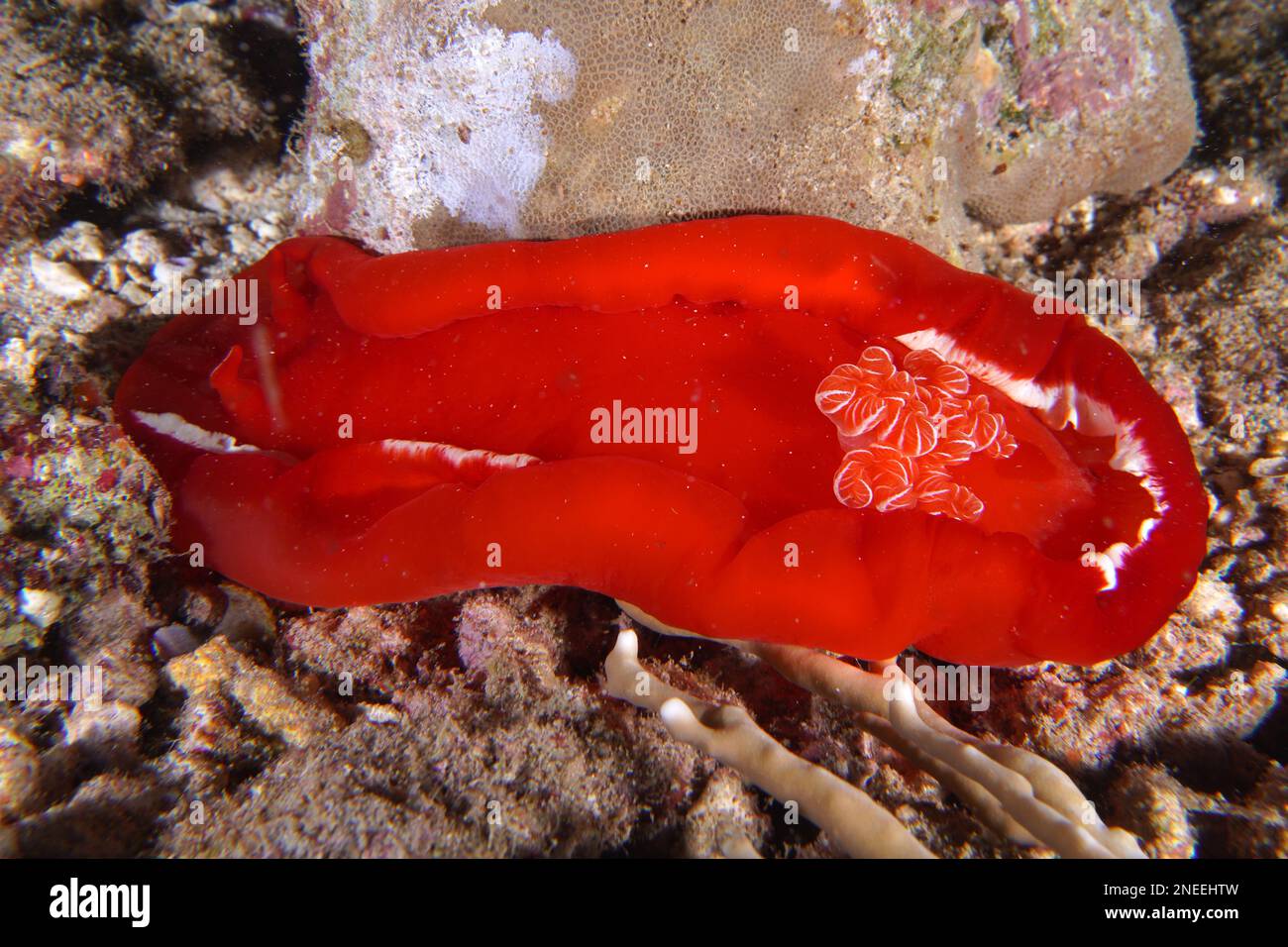 Spanish dancer (Hexabranchus sanguineus) at night. Dive site Abu Dabab ...