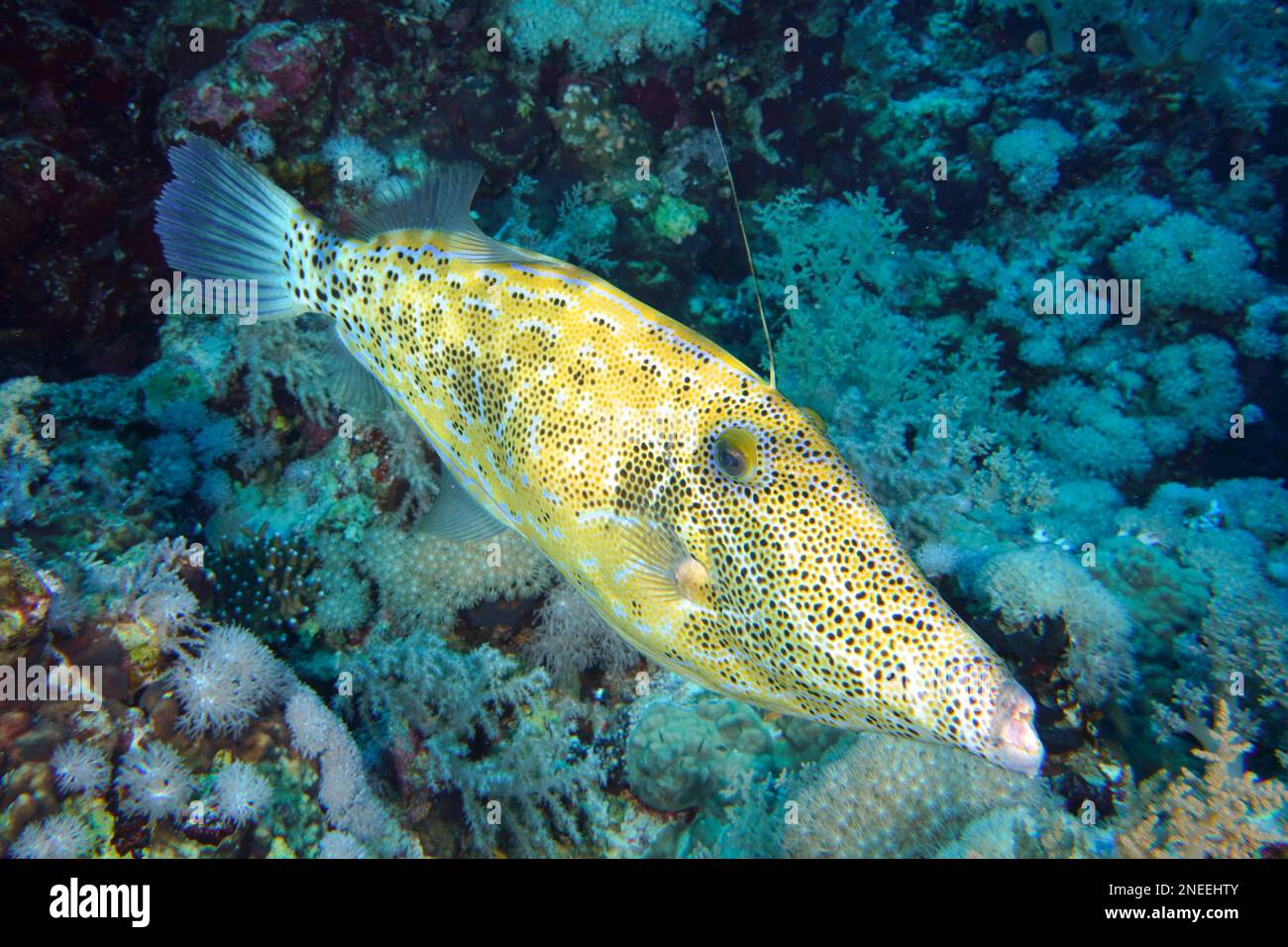 Scrawled filefish (Aluterus scriptus), Daedalus Reef dive site, Egypt ...
