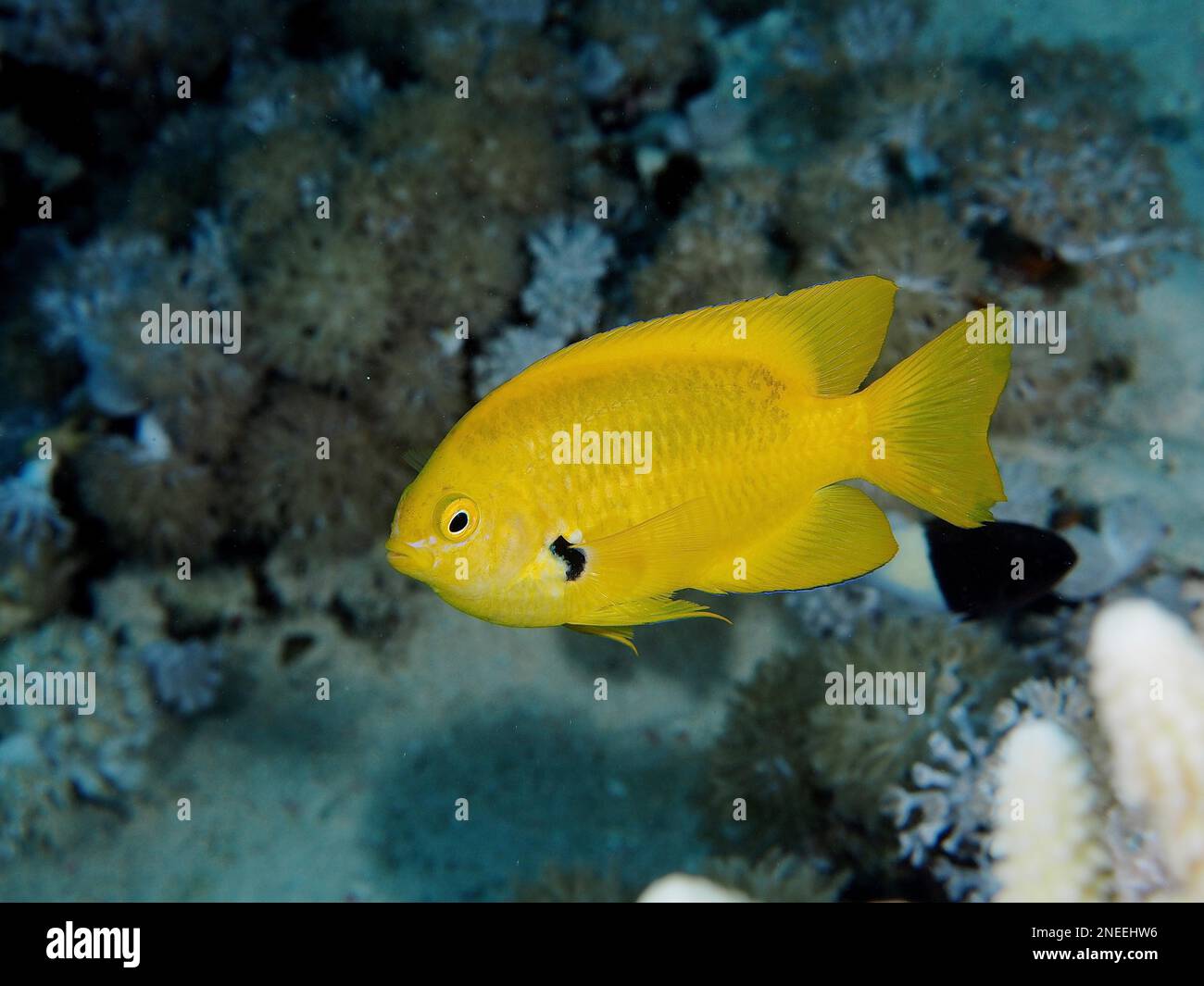 Sulphur demoiselle (Pomacentrus sulfureus), House Reef dive site ...