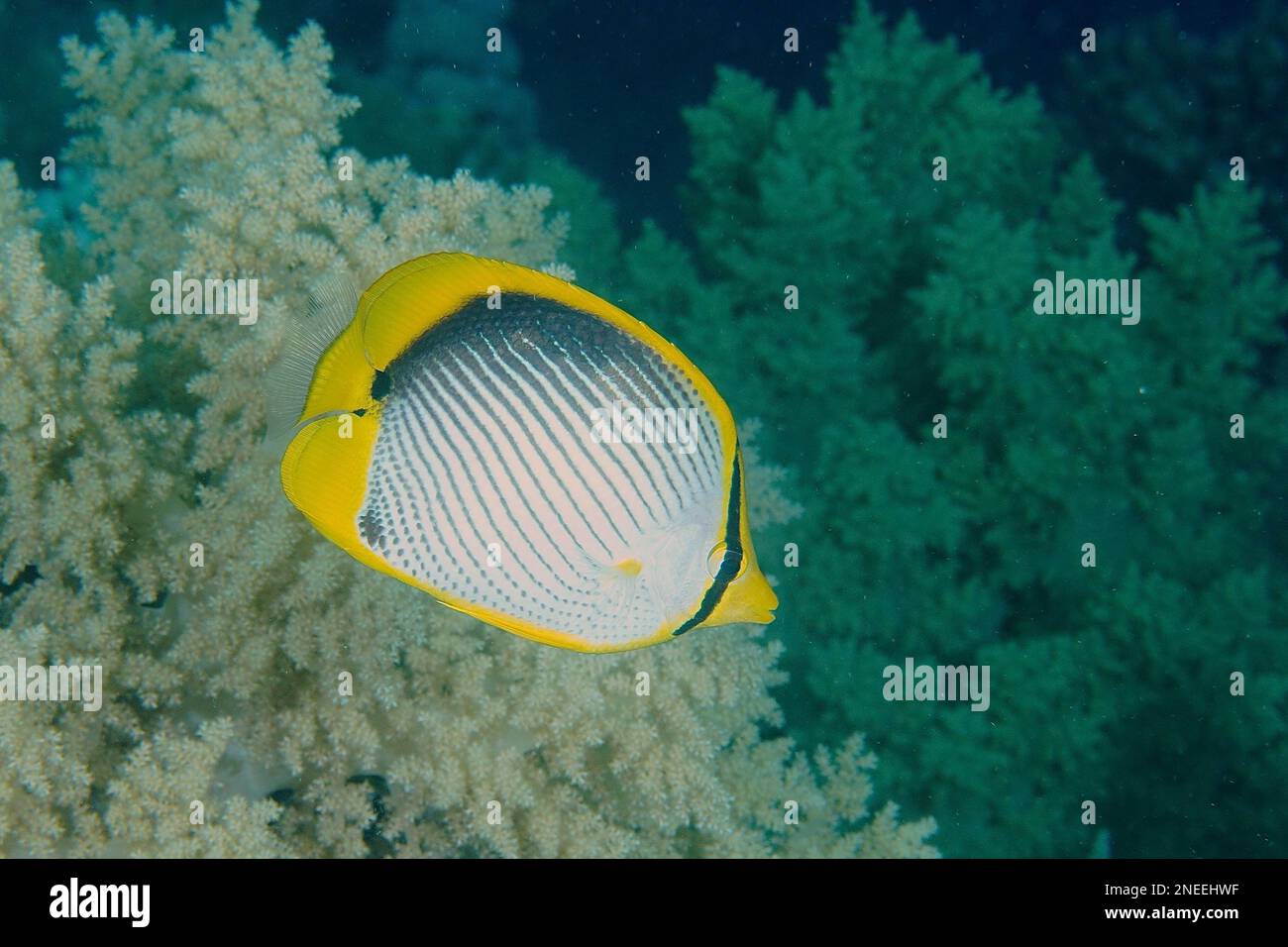Blackback butterflyfish (Chaetodon melannotus), House reef dive site ...