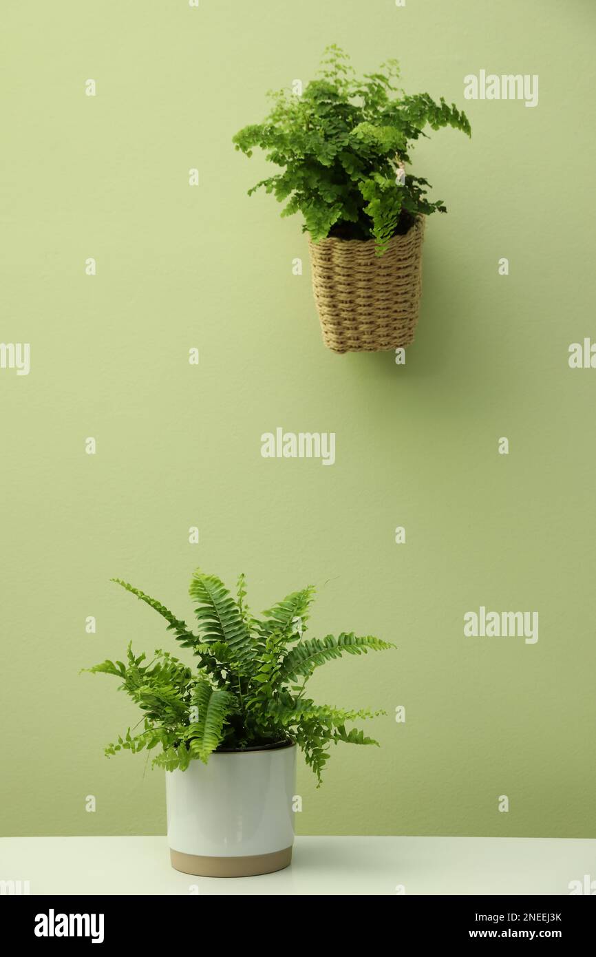 Potted ferns hi-res stock photography and images - Alamy