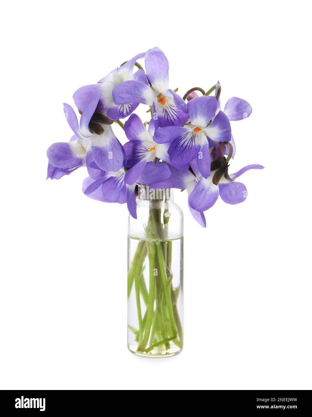 Beautiful wood violets on white background. Spring flowers Stock Photo ...