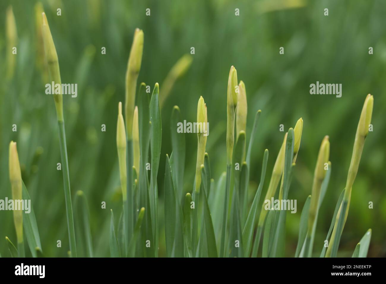 Beautiful unopened daffodils outdoors on spring day, closeup Stock ...