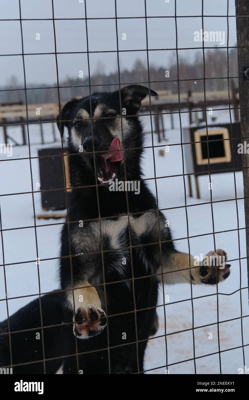 The concept of adopting pets from shelter. Alaskan husky kennel. Black ...