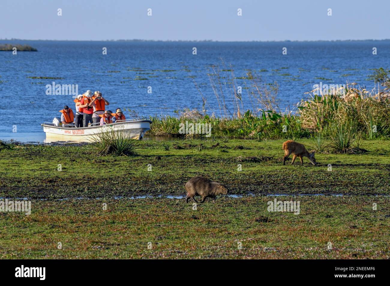 Excursion boat with tourists in front of a Pampas deer (Ozotoceros ...
