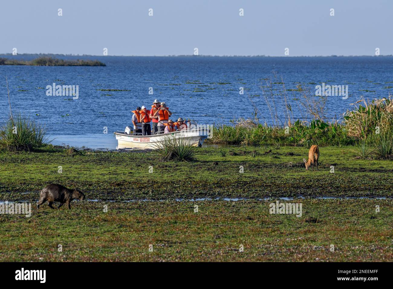 Excursion boat with tourists in front of a Pampas deer (Ozotoceros ...