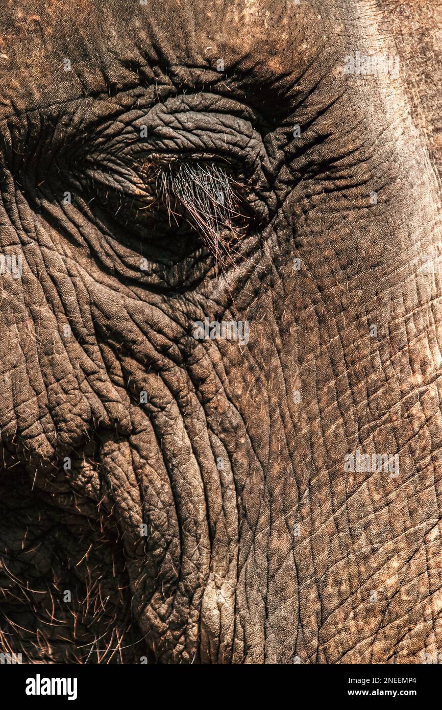 Wild African Elephant head and eye, detailed extreme closeup of skin ...