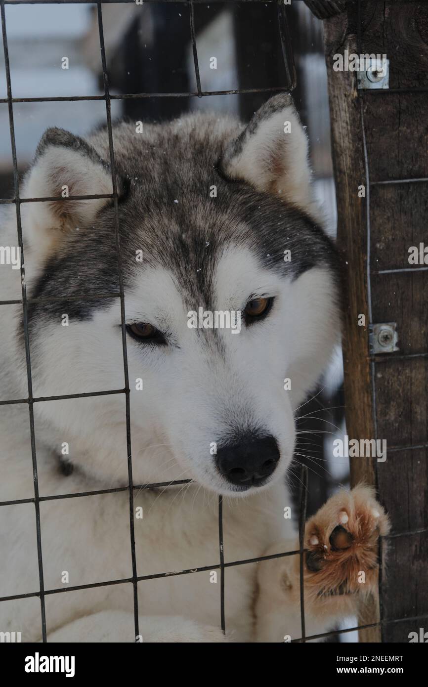 The concept of adopting pets from shelter. Siberian husky kennel. Gray ...