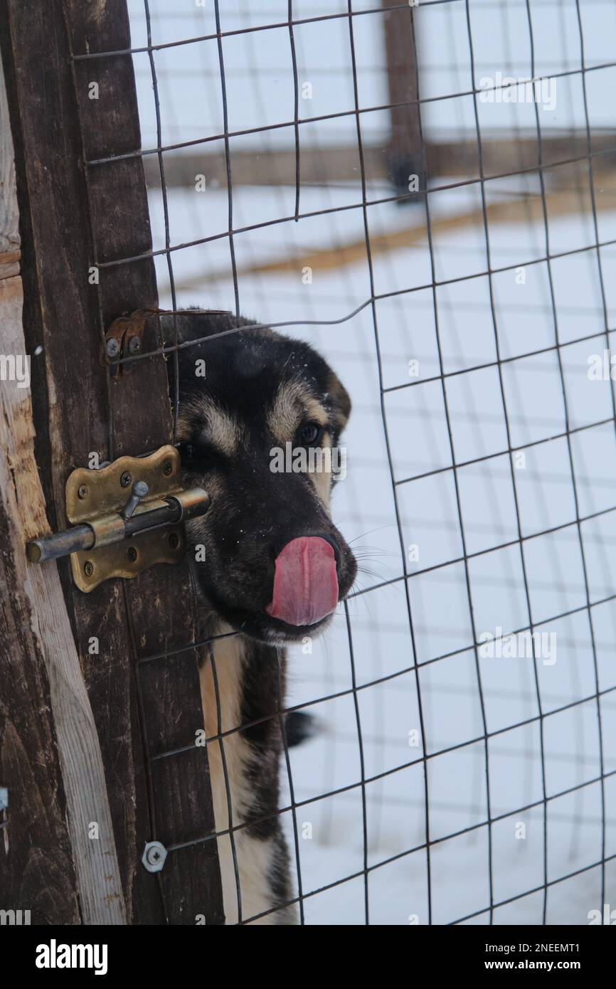 The concept of adopting pets from shelter. Alaskan husky kennel. Black ...