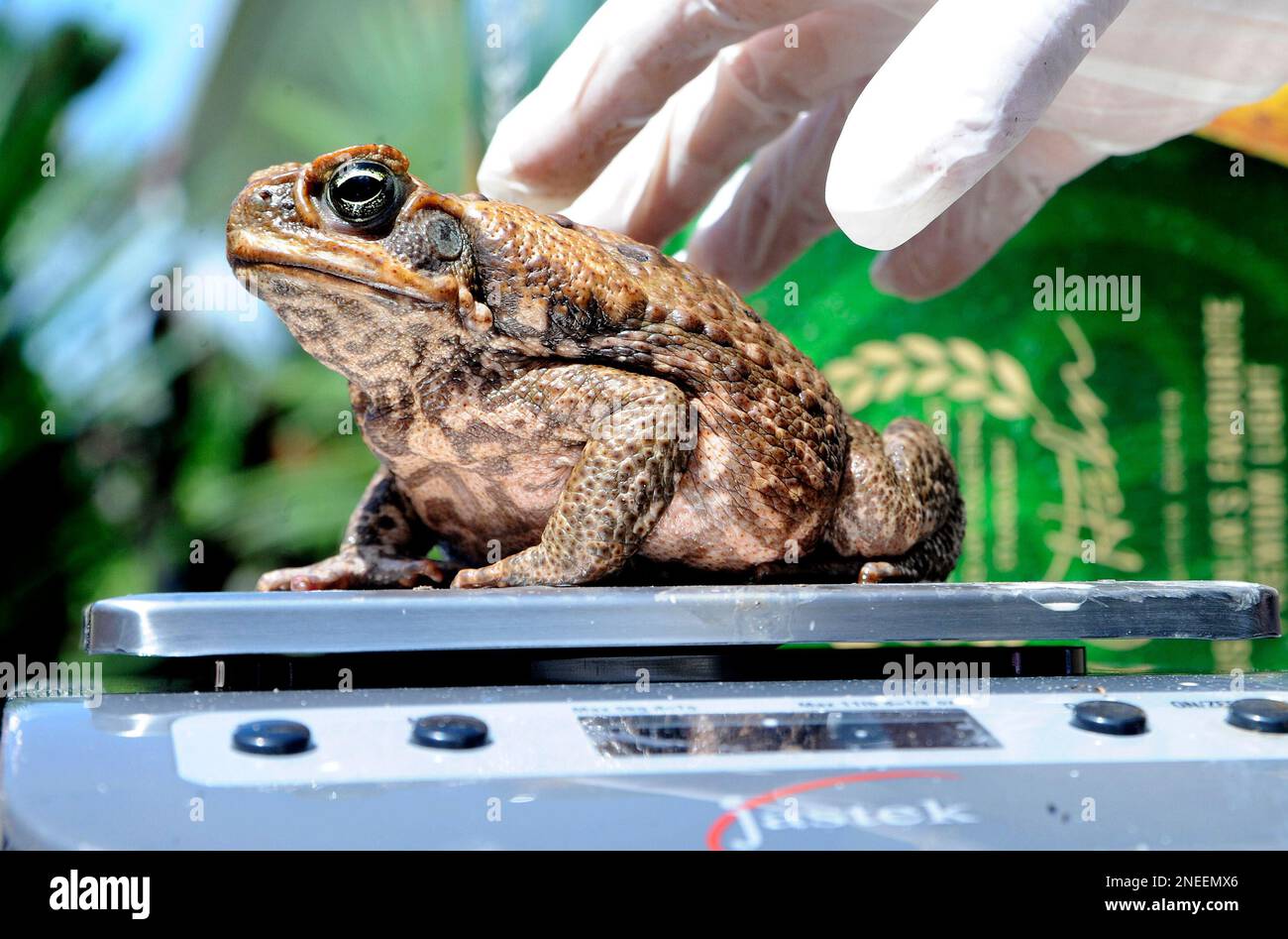 FILE - This March 29, 2009 file photo shows a cane toad being weighed ...