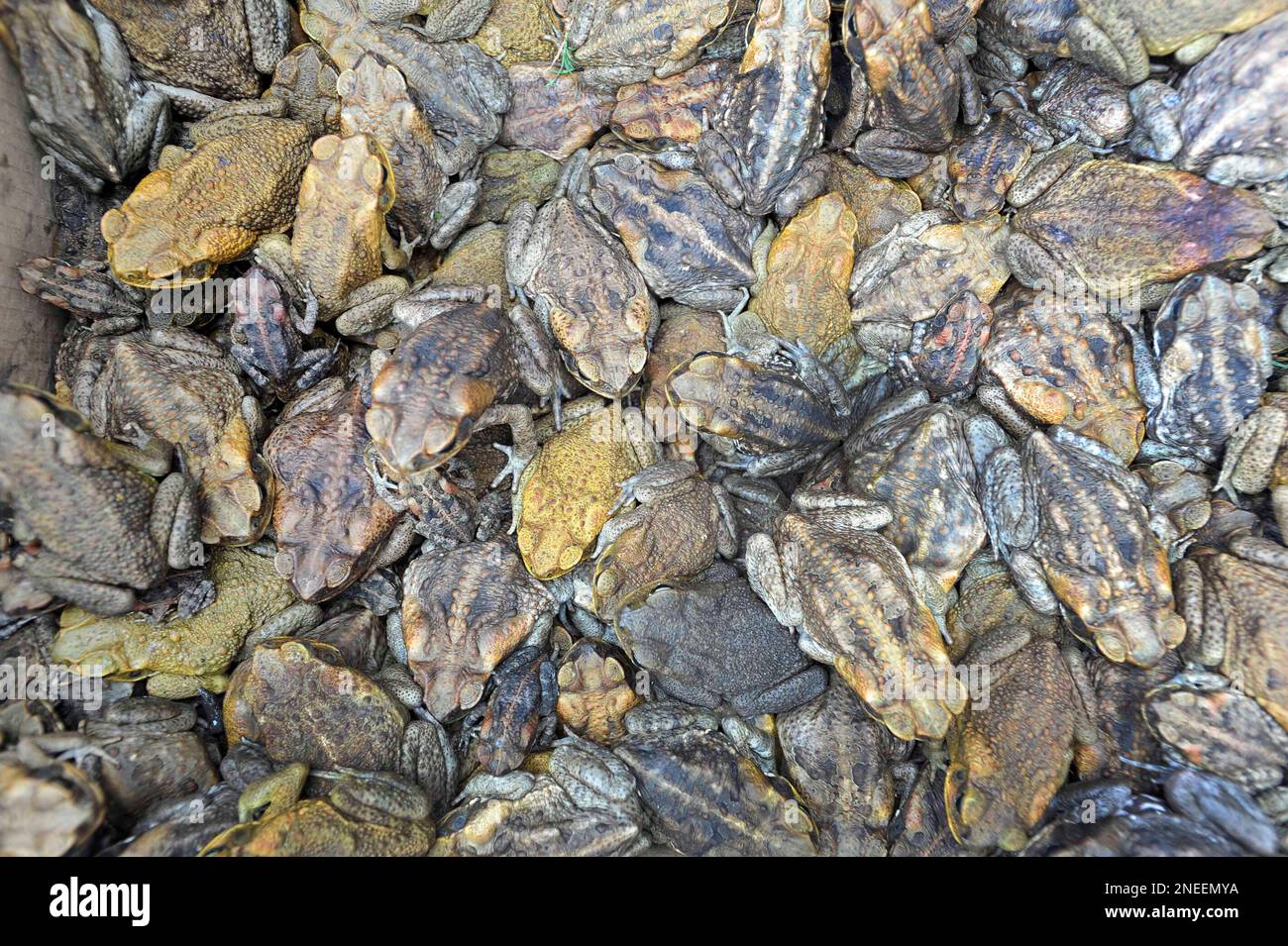 FILE- This March 29, 2009 file photo shows some of the thousands of ...