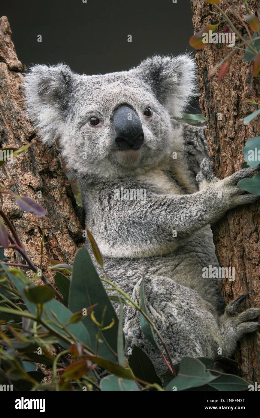 Closeup portrait of adult Koala sitting in a tree holding onto a branch ...