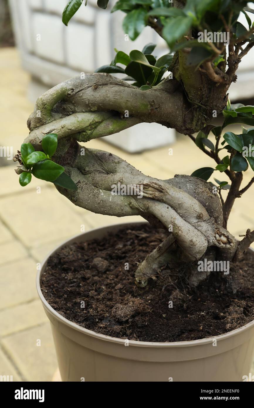Beautiful potted Bonsai tree in garden. Landscape design Stock Photo ...