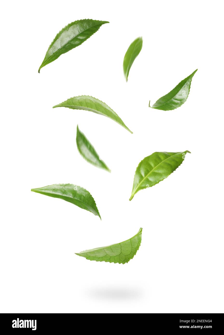 Fresh green tea leaves falling on white background Stock Photo - Alamy