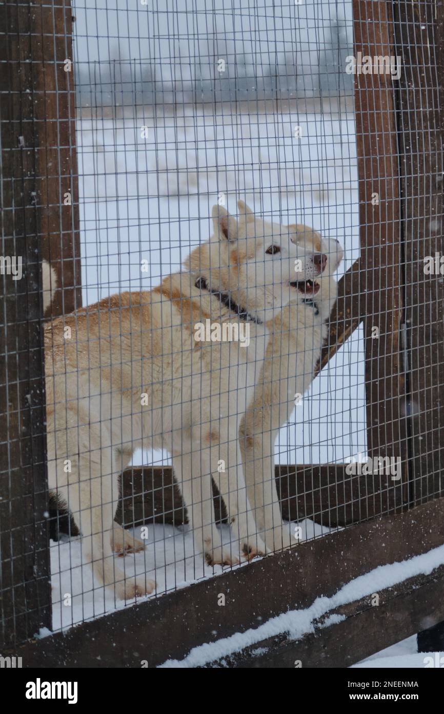 Concept of adopting pets from shelter. Siberian husky kennel. Two red ...
