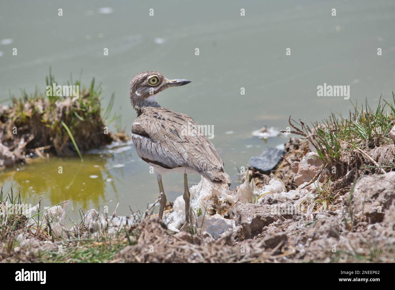 Water thick-knee (Burhinus vermiculatus), also sometimes known as the ...