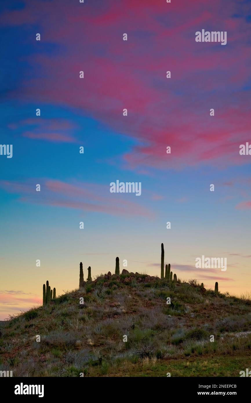 Saguaro Cactus on a small hill with dramatic colorful clouds in Tonto ...
