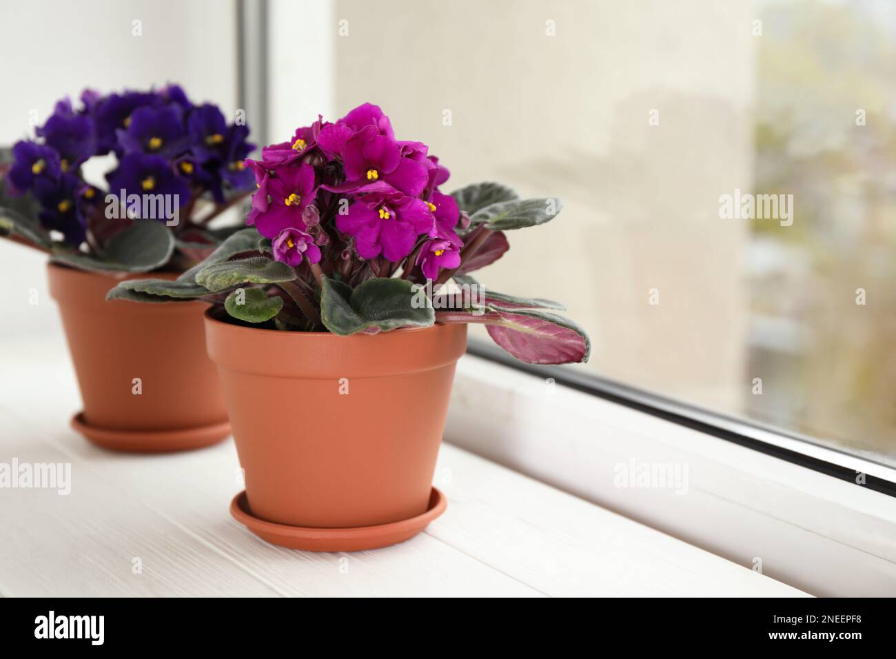 Beautiful potted violets on white wooden window sill, space for text ...