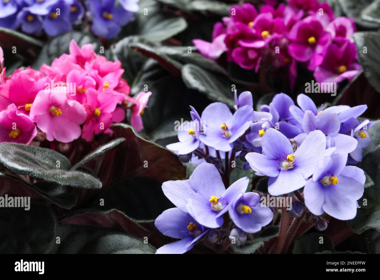 Beautiful blooming violets as background. Plants for house decor Stock ...