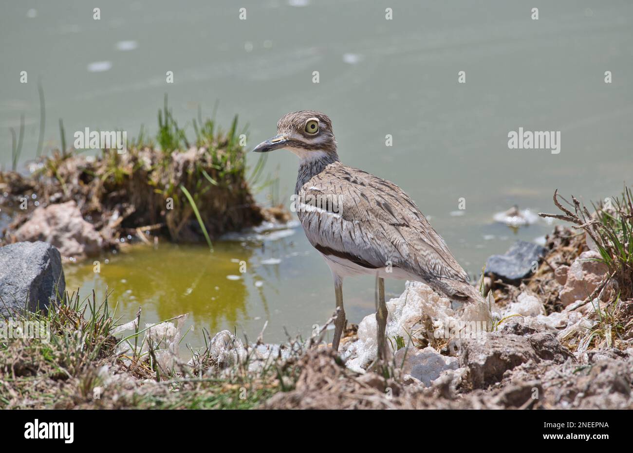 Burhinus vermiculatus hi-res stock photography and images - Alamy