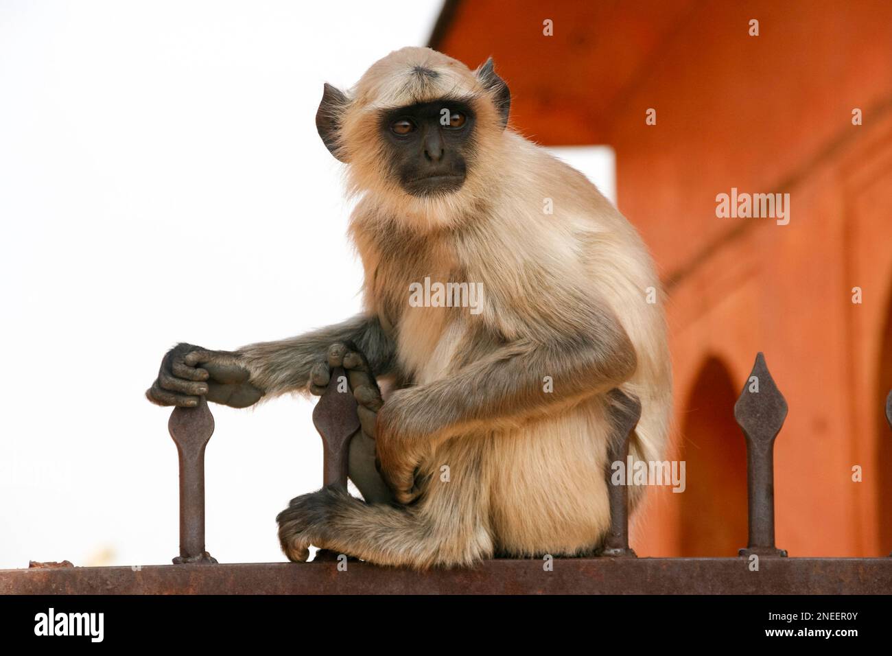 A closeup portrait of a single Gray Langur Monkey (Semmopithecus ...