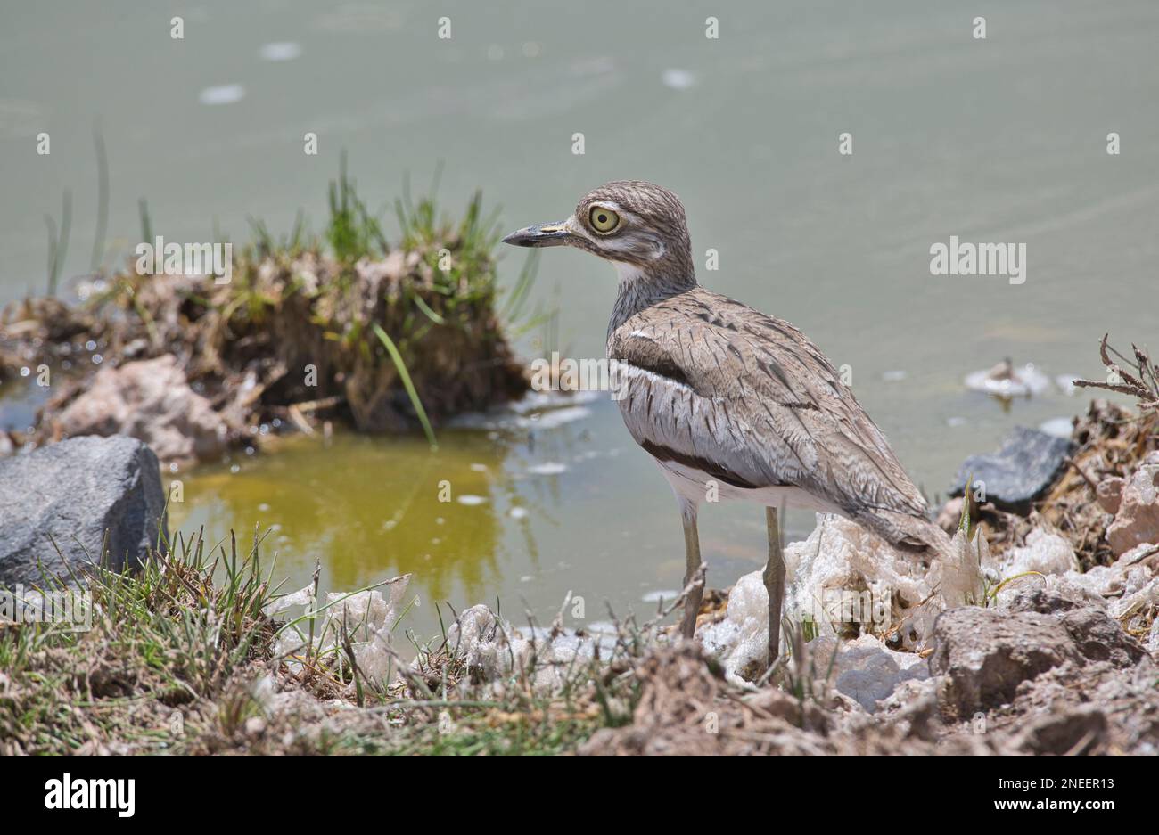 Water thick-knee (Burhinus vermiculatus), also sometimes known as the ...