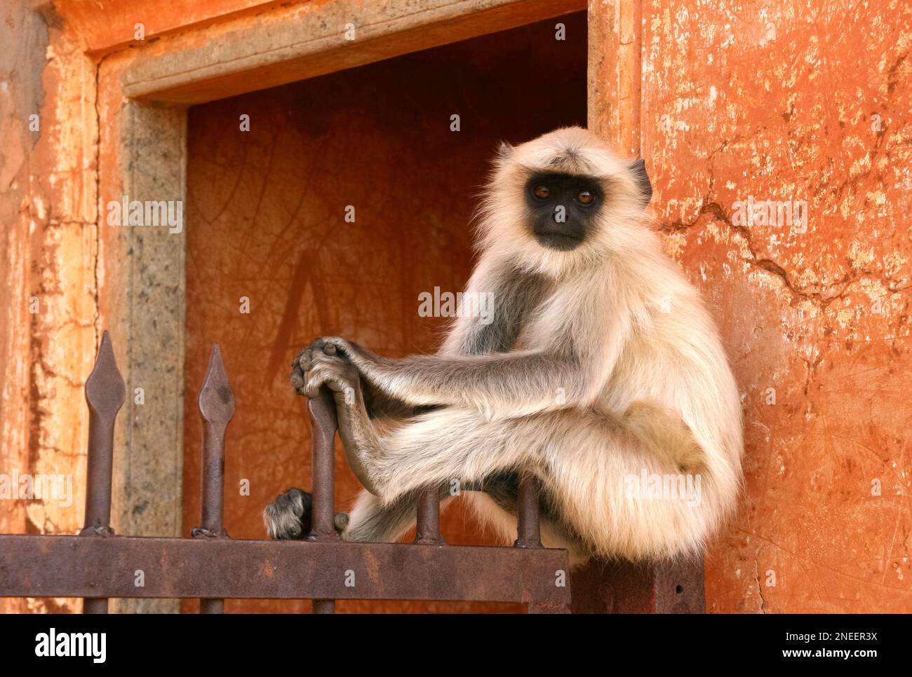A closeup portrait of a single Gray Langur Monkey (Semmopithecus entellus) sitting on a fence at ...