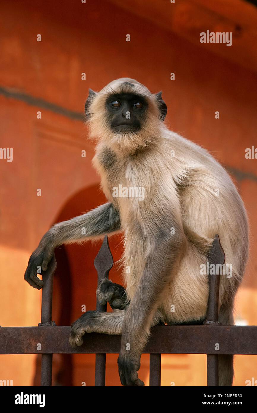 Langur monkey amber fort jaipur hi-res stock photography and images - Alamy