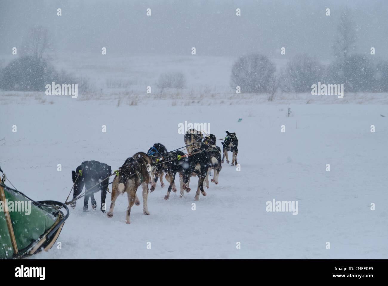 Alaskan huskies pull sled and run forward during snowfall. A team of ...